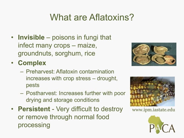 The Aflatoxin Challenge | PPT