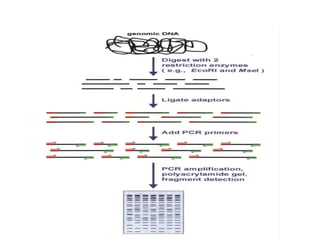 DNA Fingerprinting (AFLP, RFLP, RAPD) & Its advntages and application ...