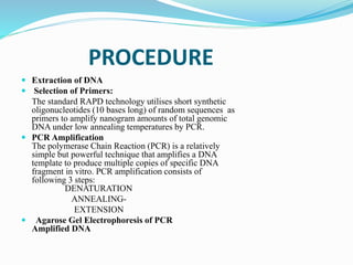 AFLP, RFLP & RAPD | PPTX