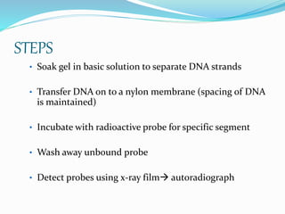 AFLP, RFLP & RAPD | PPTX