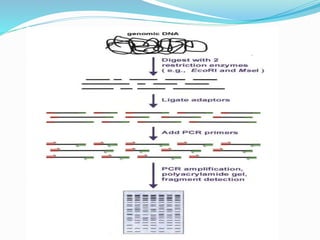 AFLP, RFLP & RAPD | PPTX