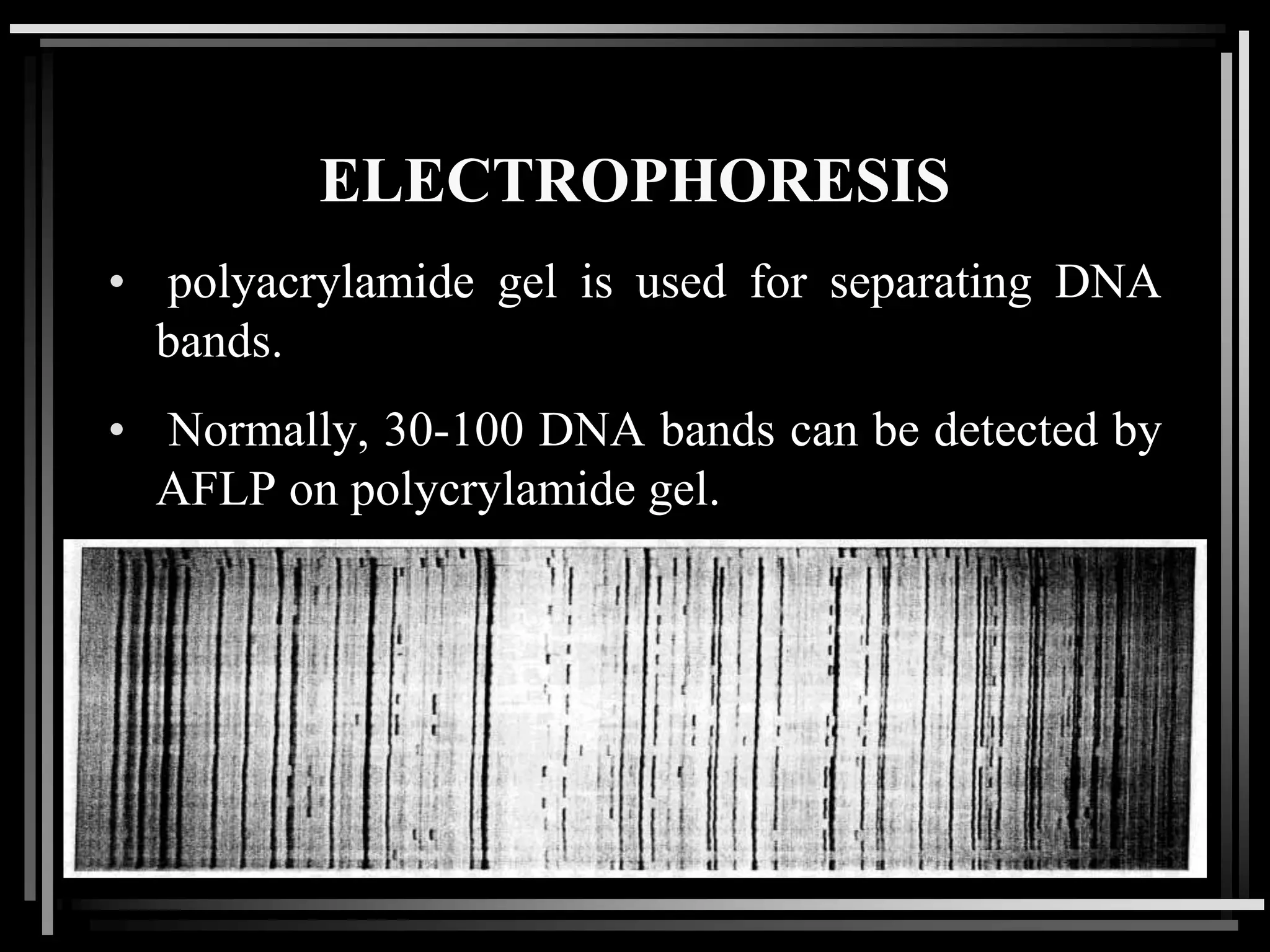 molecular marker AFLP, and application | PPT