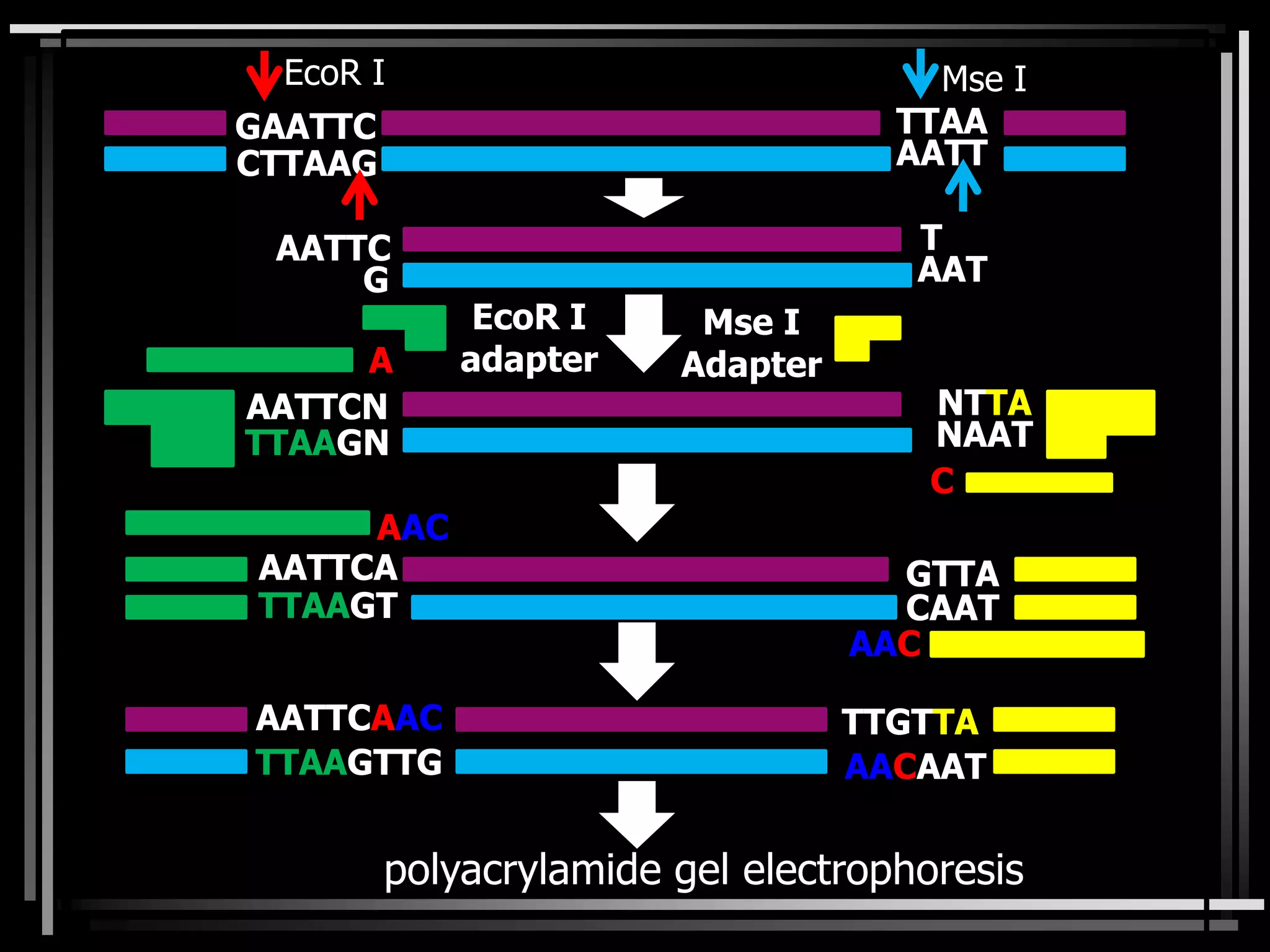 molecular marker AFLP, and application | PPT