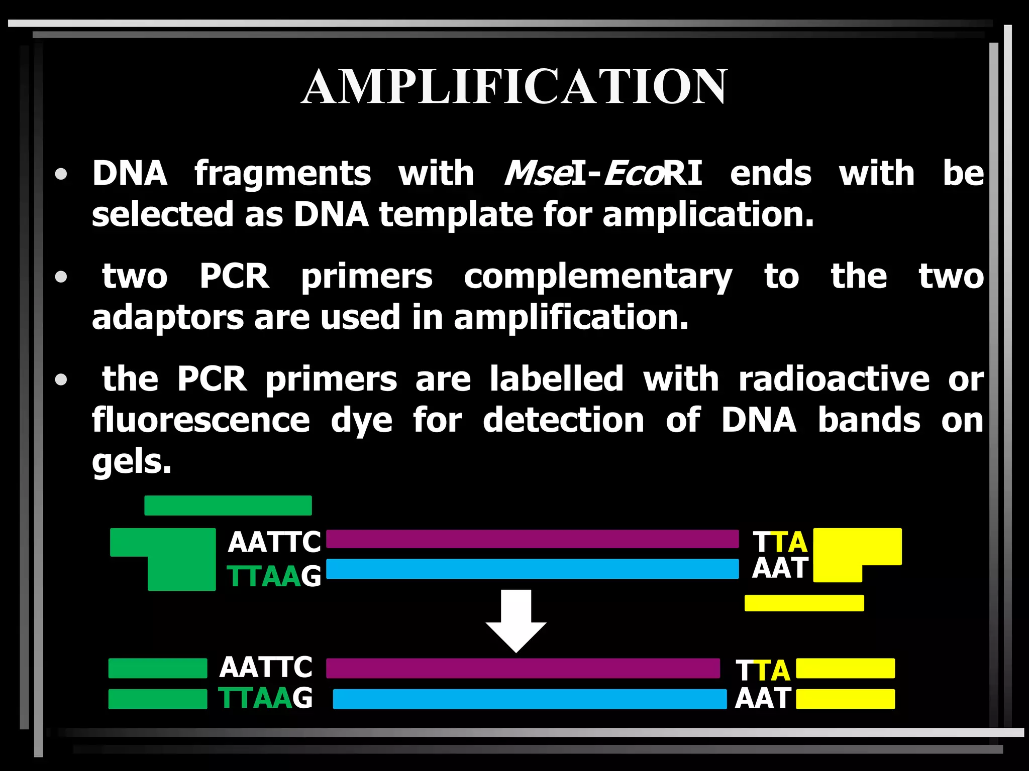molecular marker AFLP, and application | PPT