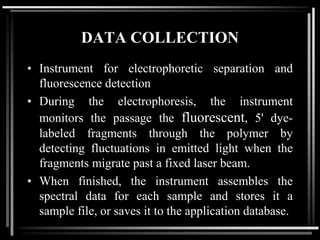 molecular marker AFLP, and application | PPT