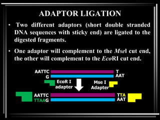 molecular marker AFLP, and application | PPT