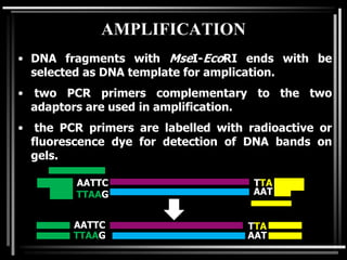 molecular marker AFLP, and application | PPT