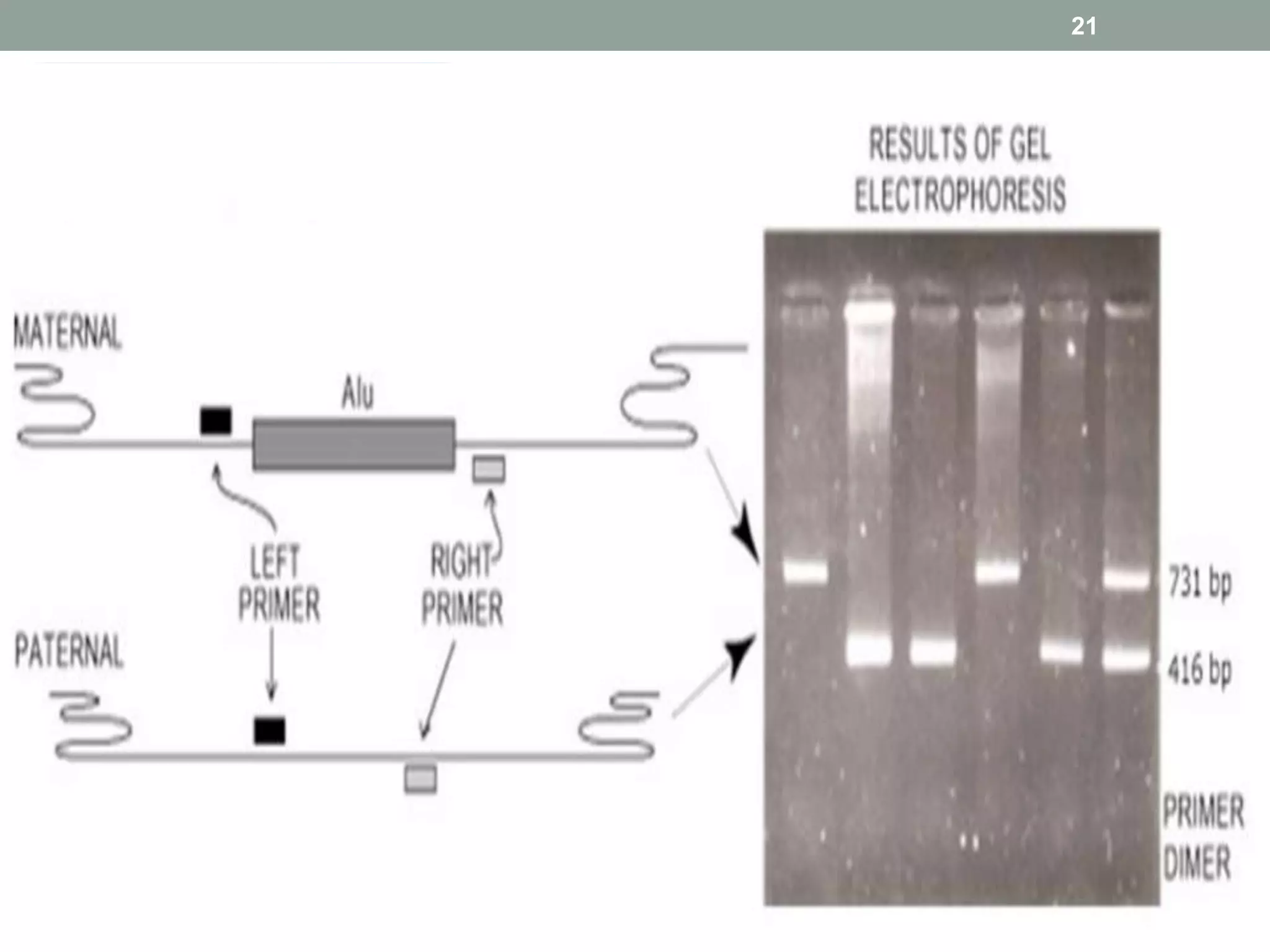 Aflp (amplified fragment length polymorphism), alu | PPTX