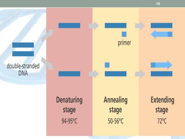 Aflp (amplified fragment length polymorphism), alu | PPTX | Chemistry | Science