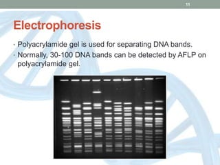Aflp (amplified fragment length polymorphism), alu | PPTX