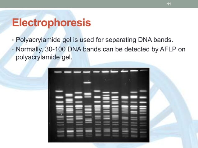Aflp (amplified fragment length polymorphism), alu | PPTX | Chemistry | Science