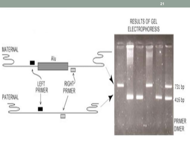 Aflp (amplified fragment length polymorphism), alu | PPTX | Chemistry | Science