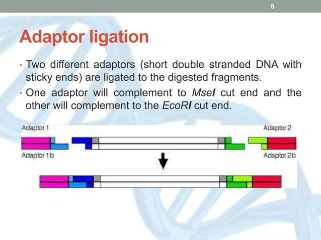 Aflp Amplified Fragment Length Polymorphism Alu Ppt