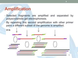 Aflp (amplified fragment length polymorphism), alu | PPTX