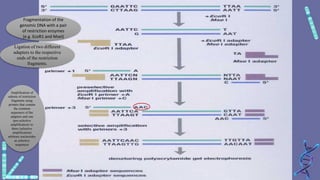 AFLPs.pdf