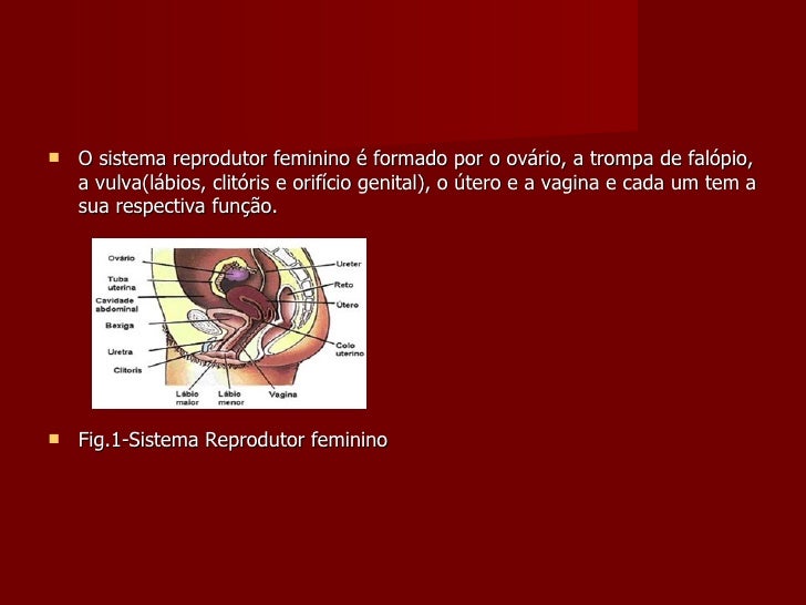 Sistema Reprodutor Feminino