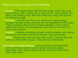 A for ant | PPT