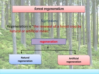 Forest regeneration -teksingh chandravanshi | PPTX