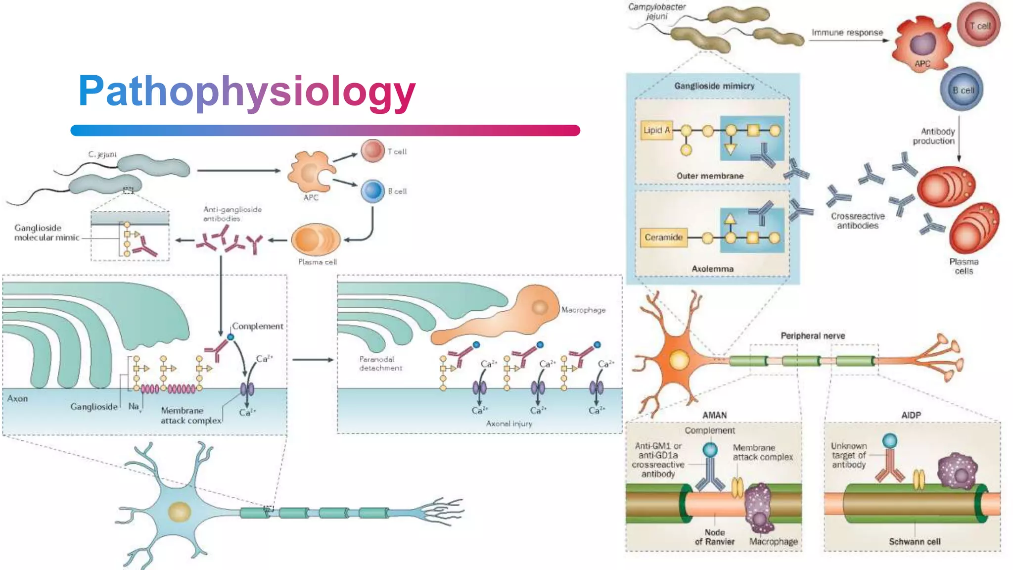Acute flaccid paralysis , Polio , Transverse myelitis, AFP survillence ...