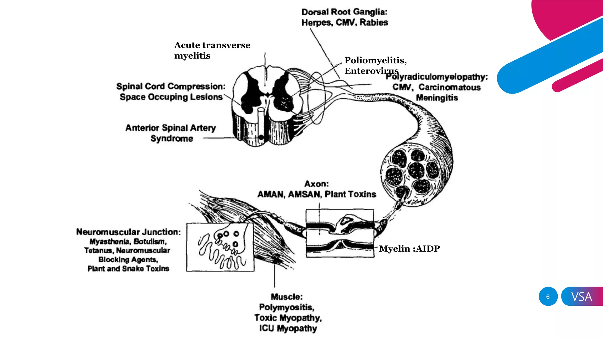 Acute flaccid paralysis , Polio , Transverse myelitis, AFP survillence ...