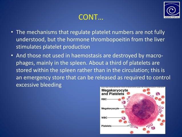 Blood Erythrocytes (red blood cells) Leukocytes (white blood cells ...