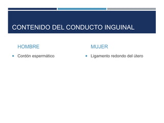 Anatomia y fisiologia de la region inguinal | PPTX