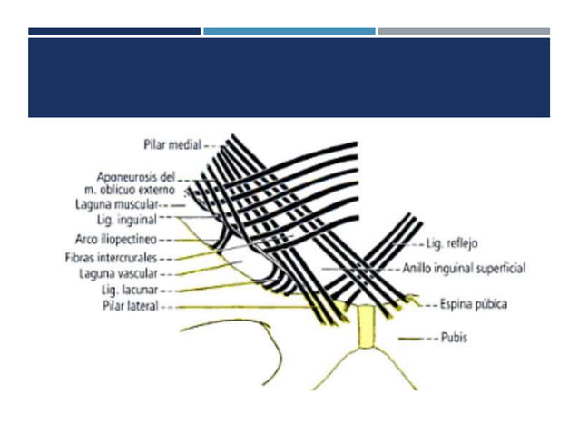 Anatomia y fisiologia de la region inguinal | PPTX