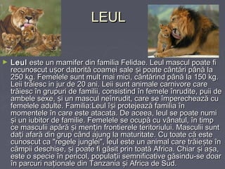 Africa de sud | PPS