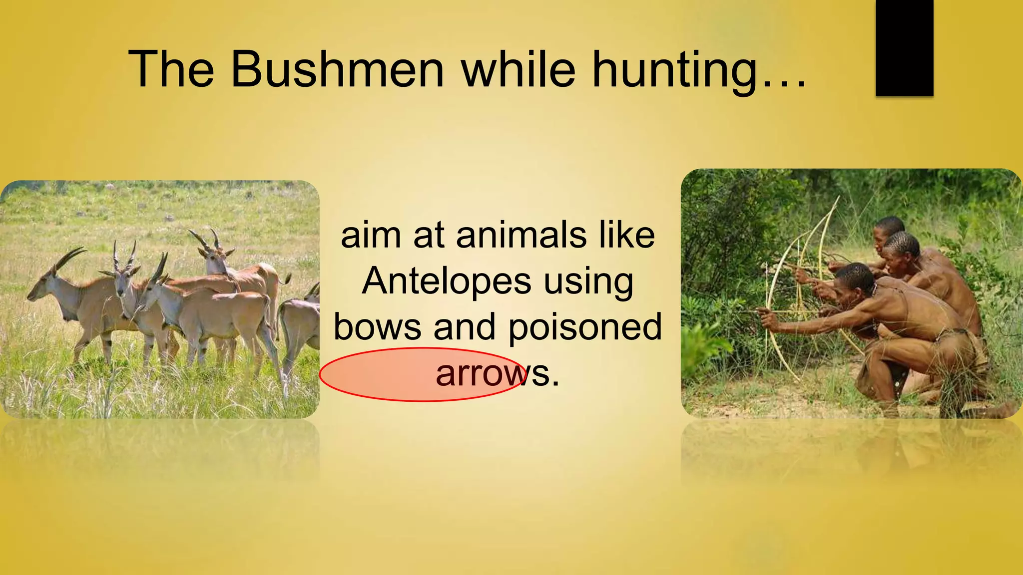Africa , life of bushmen | PPTX
