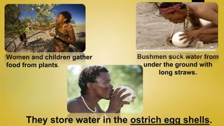 Africa , life of bushmen | PPTX