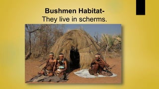 Africa , life of bushmen | PPTX