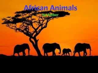 African Animals by Amber | PPTX