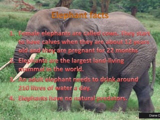 African Animals by Amber | PPTX