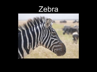 African animals | PPTX