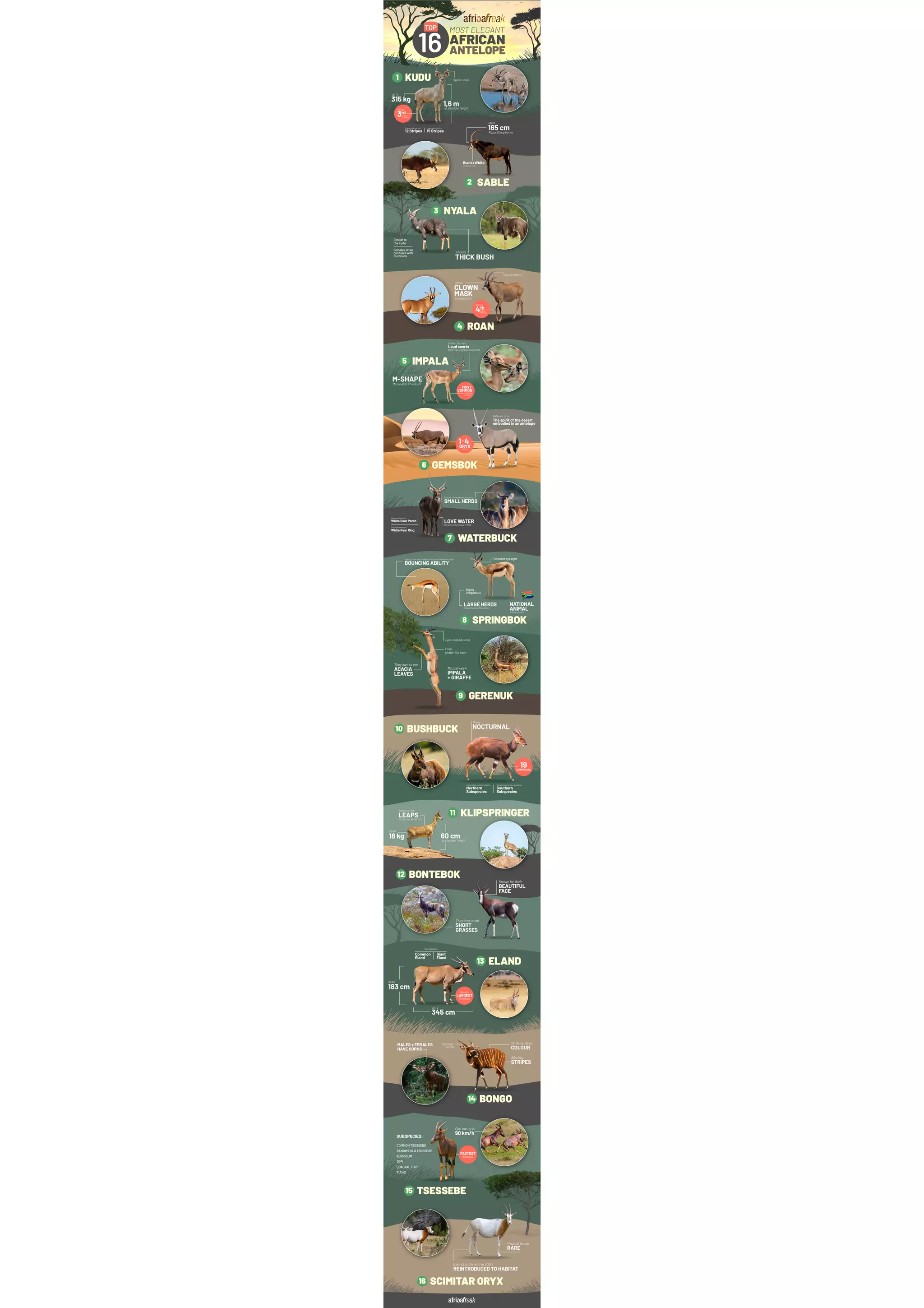 The Most Graceful Antelope in Africa (Infographic) | PDF