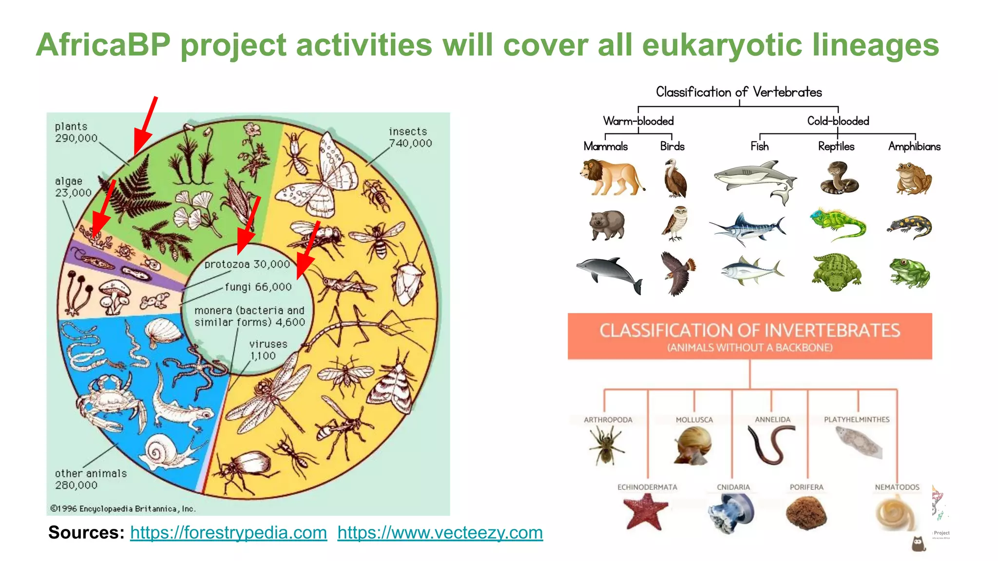 African BioGenome Project (AfricaBP) slide v4.0 - 2021 | PDF