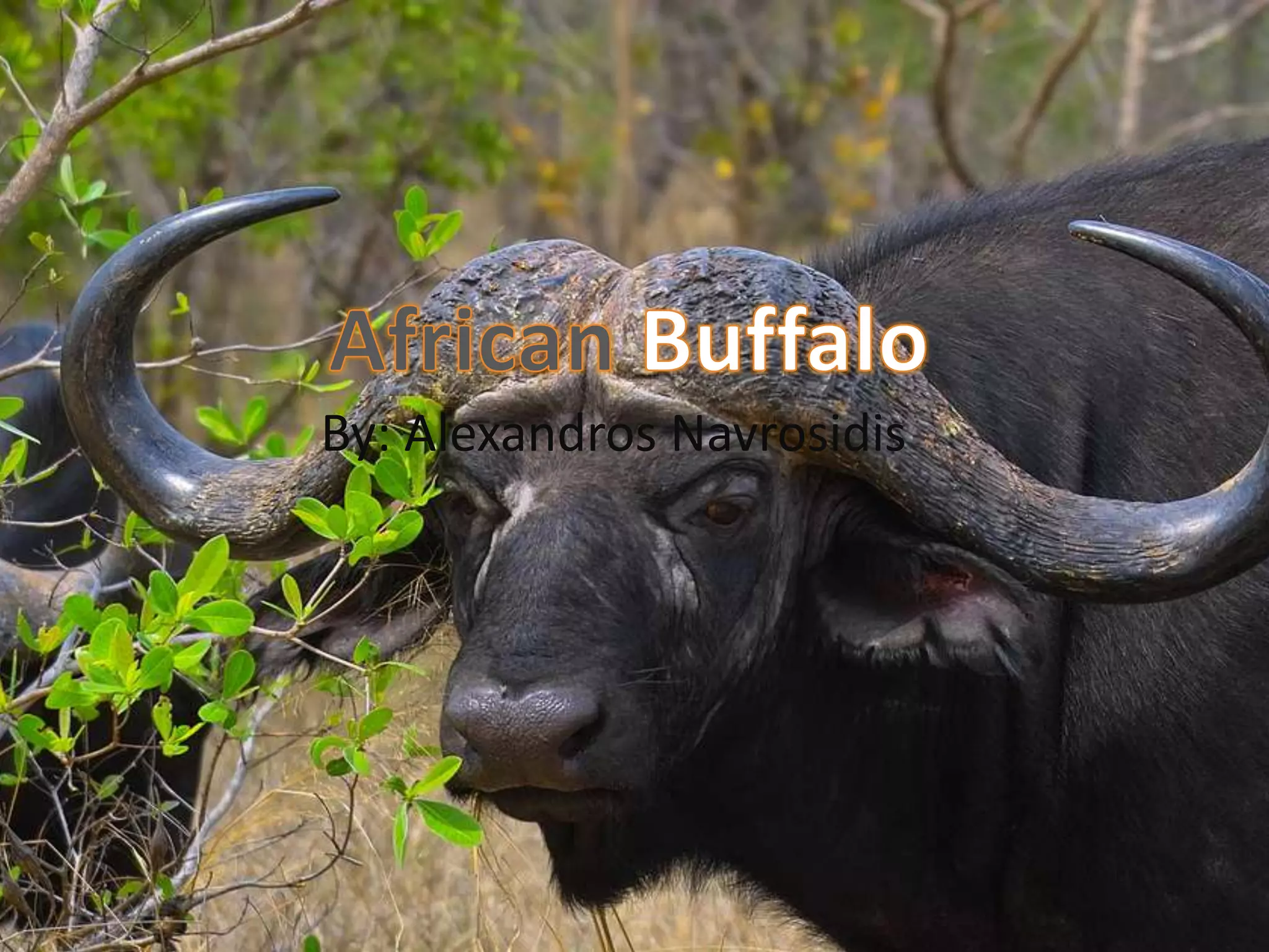 African buffalo | PPTX