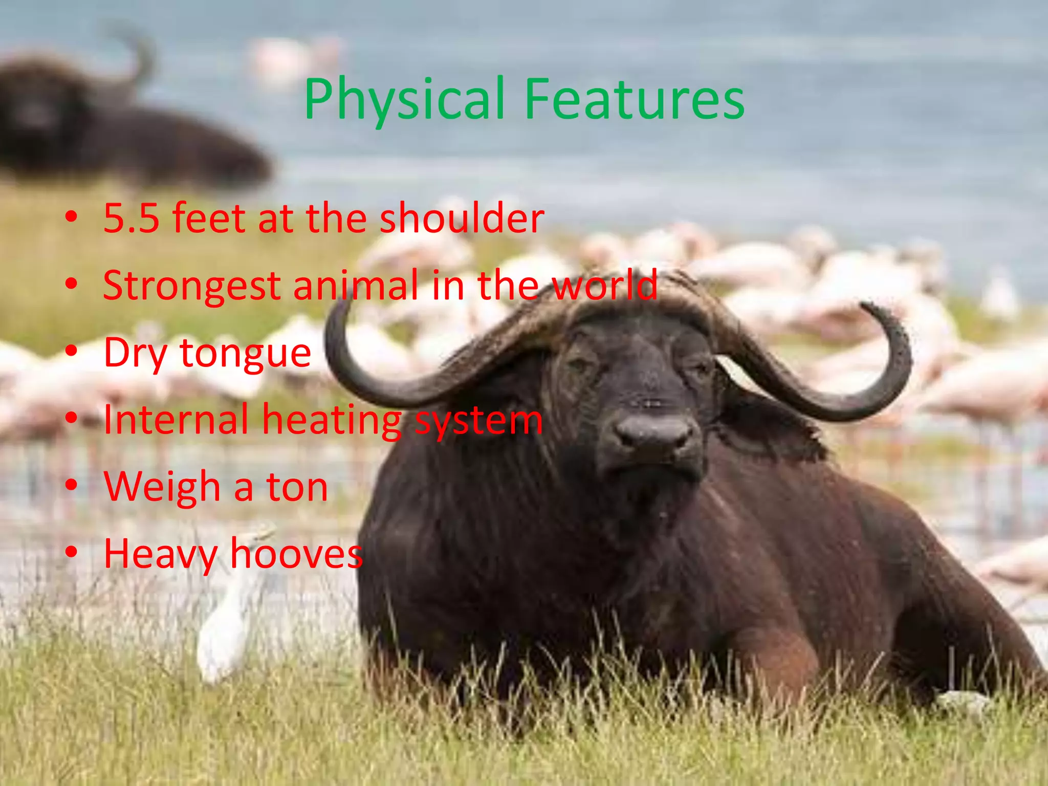 African buffalo | PPTX