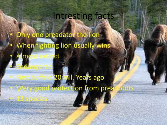 African buffalo | PPT