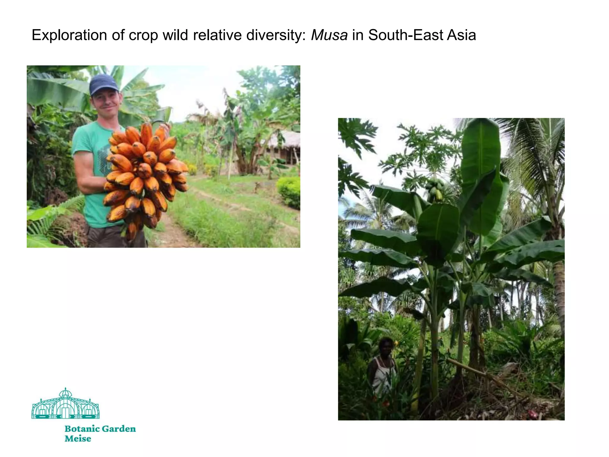Exploration and conservation of crop wild relatives | PPTX