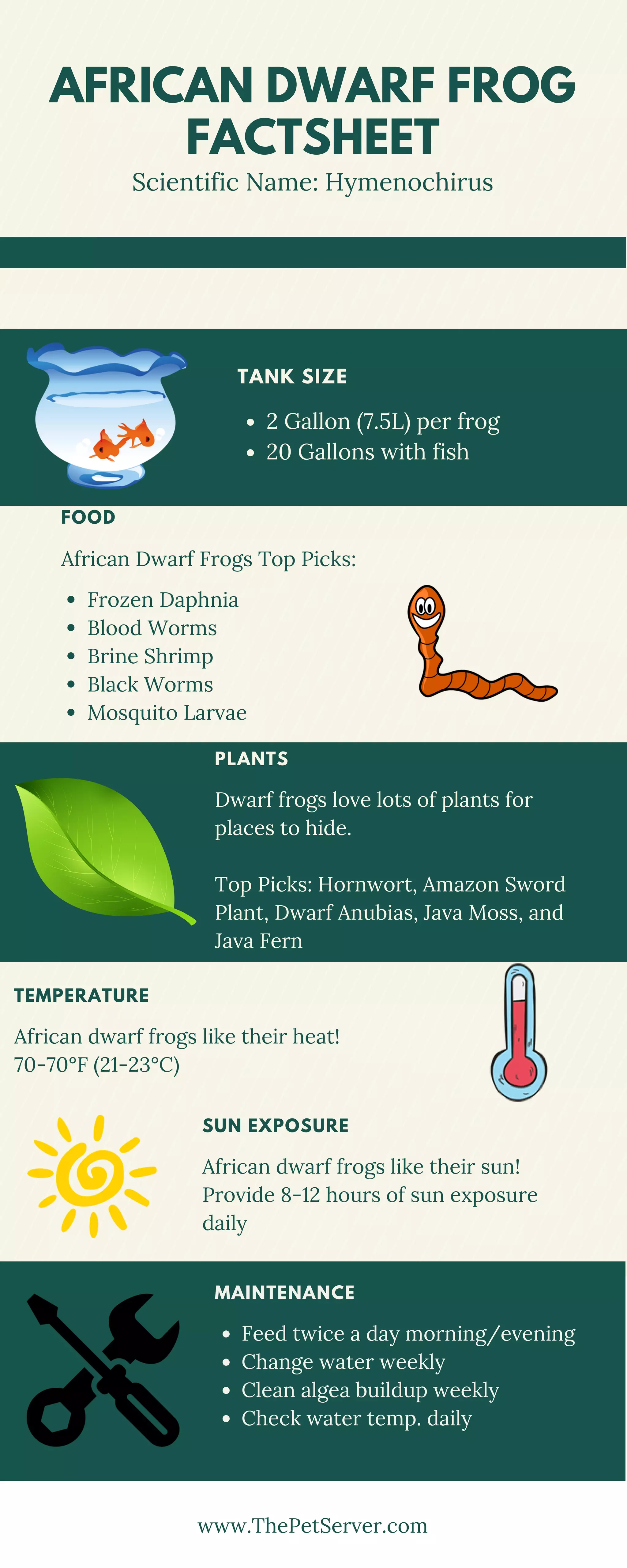 African Dwarf Frog Factsheet | PDF