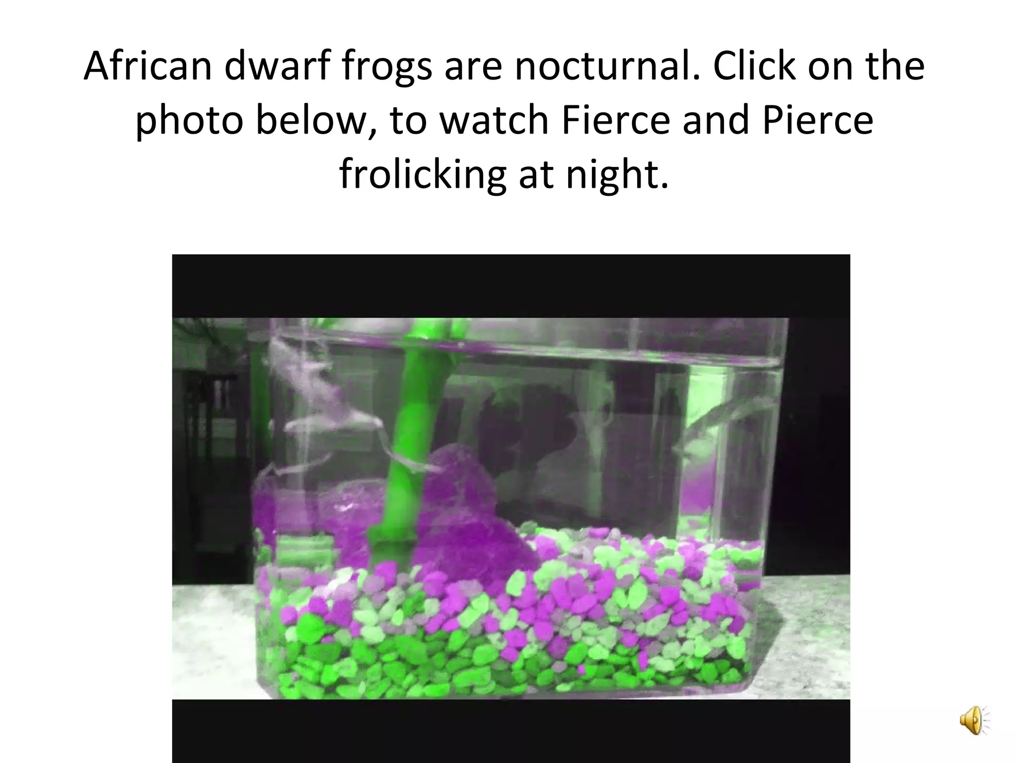 African dwarf frogs | PPT
