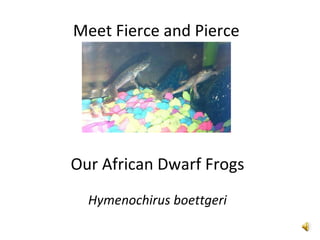 African dwarf frogs | PPT