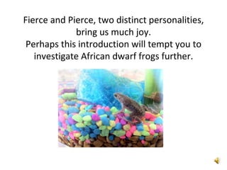 African dwarf frogs | PPT