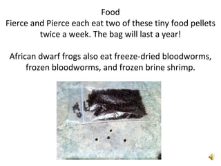 African dwarf frogs | PPT