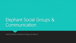 African Elephant Social Groups and Communication | PPT