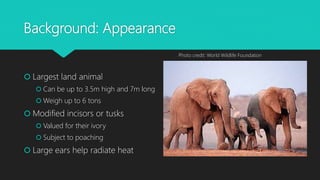 African Elephant Social Groups and Communication | PPT