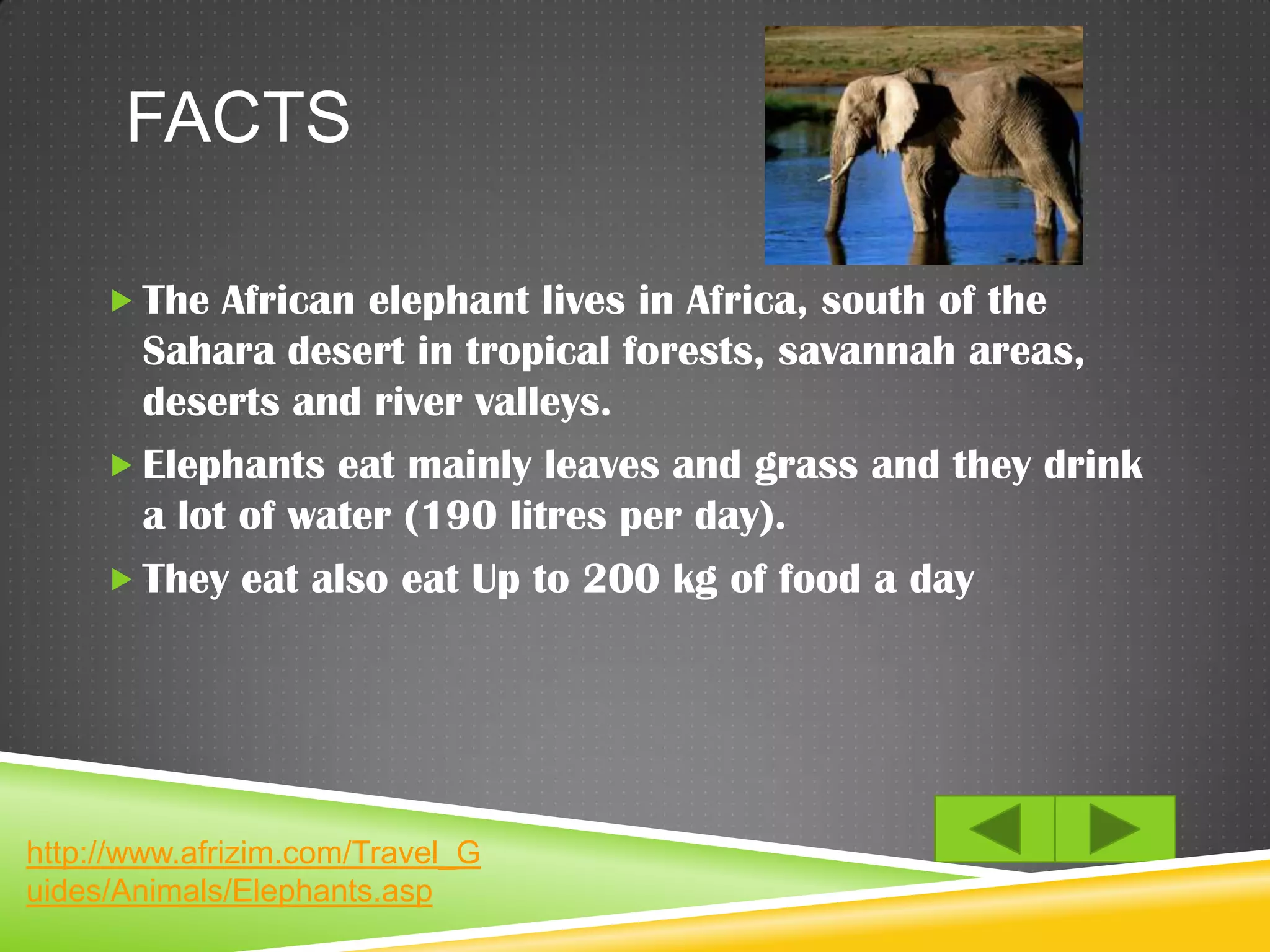 African elephant powerpoint | PPTX