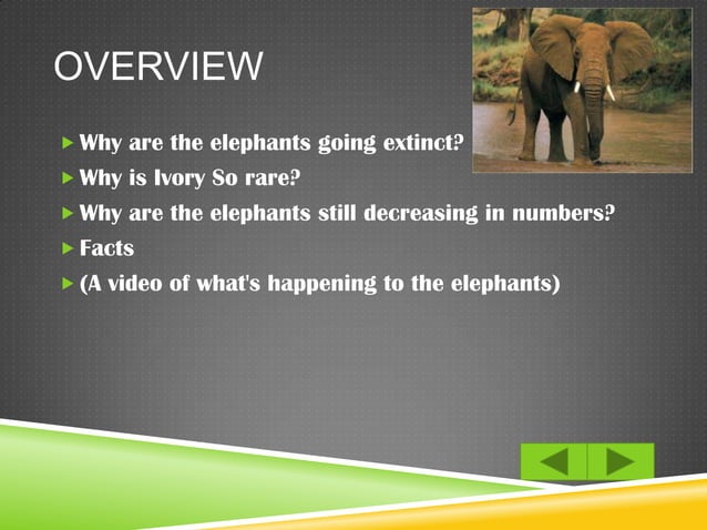 African elephant powerpoint | PPTX