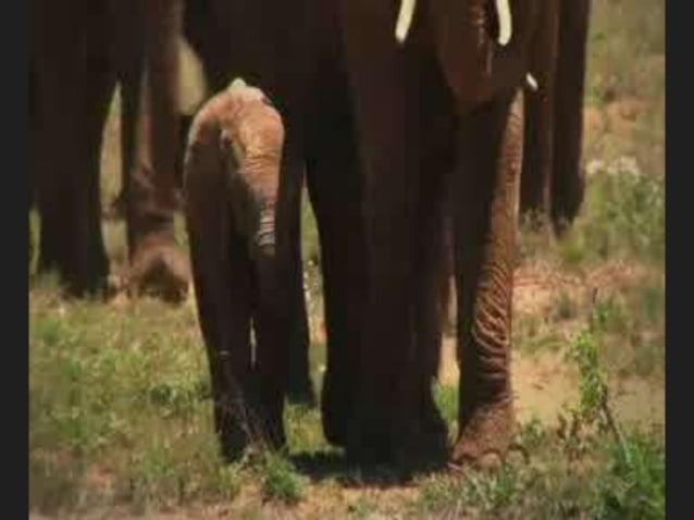 African elephant powerpoint | PPTX